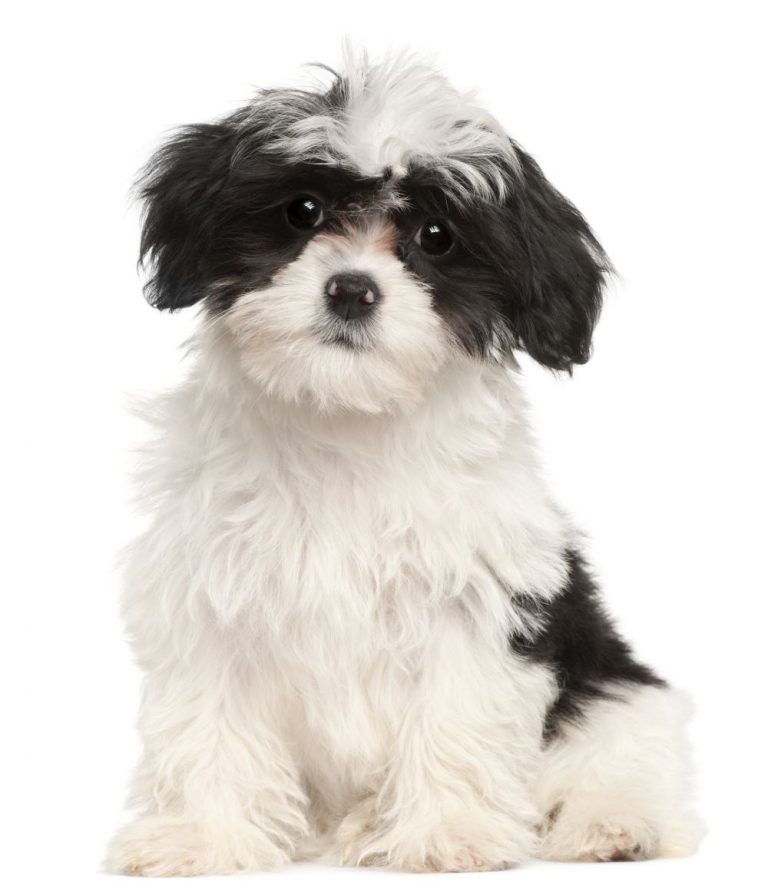Everything Havanese - Learn all about the Havanese breed!