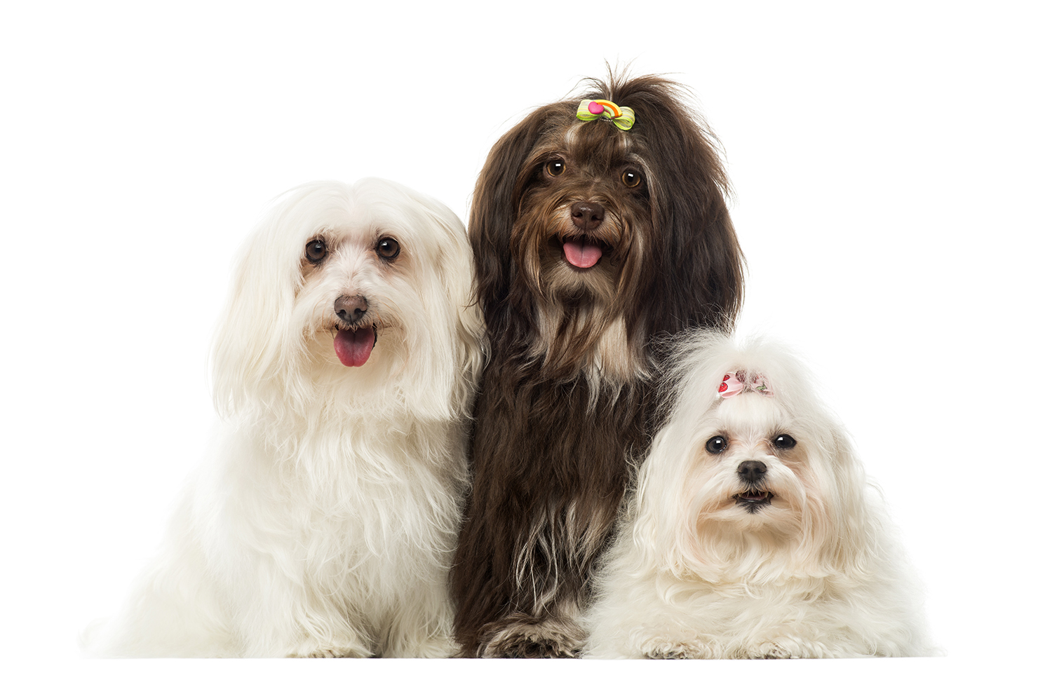 Havanese Colors: A Wonderfully Unique Breed and All Its Patterns ...
